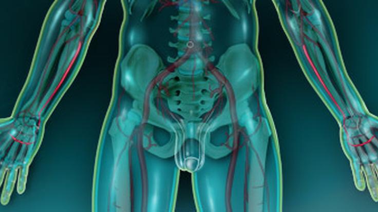 Artère ulnaire : la définition, le rôle et l'anatomie
