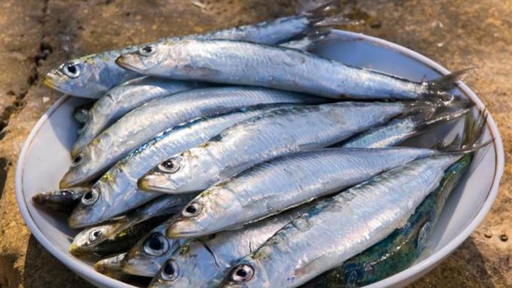 Sardine : valeurs nutritionnelles et caractéristiques