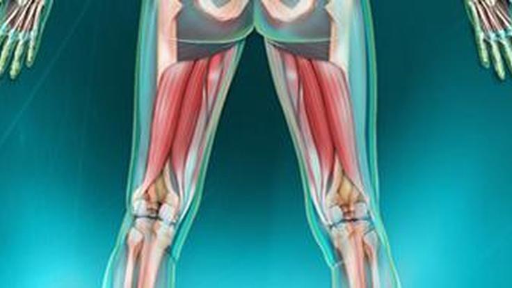 Muscle ischio-jambier : anatomie, rôle et pathologies