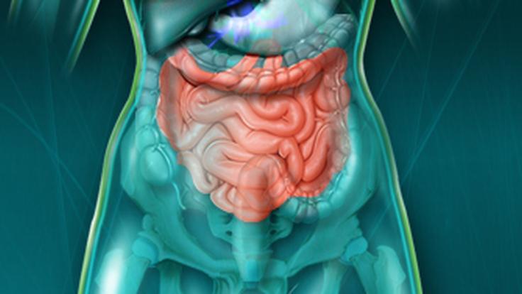 Intestin grêle : anatomie et rôle dans la digestion