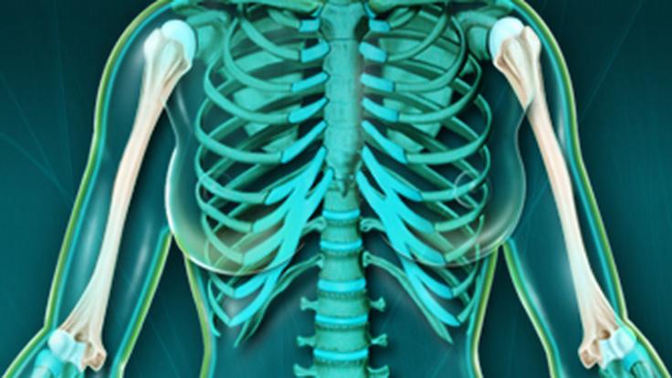 Qu'est-ce que l'humérus et quel est le rôle de cet os