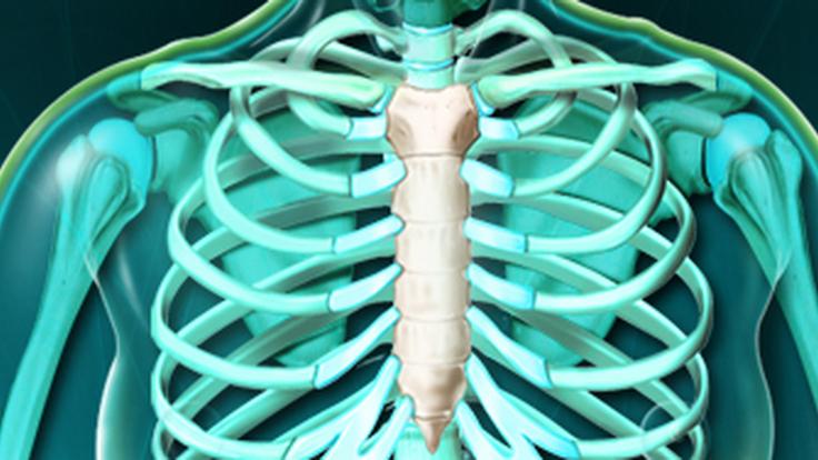 Sternum : tout ce qu'il faut savoir sur cet os du thorax