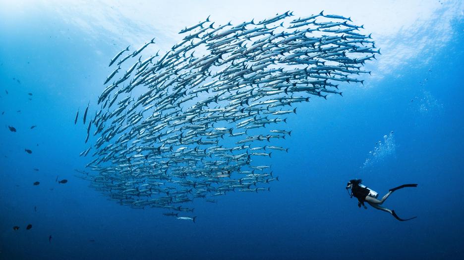 Plongée sous-marine : les meilleurs spots du monde et tous nos conseils