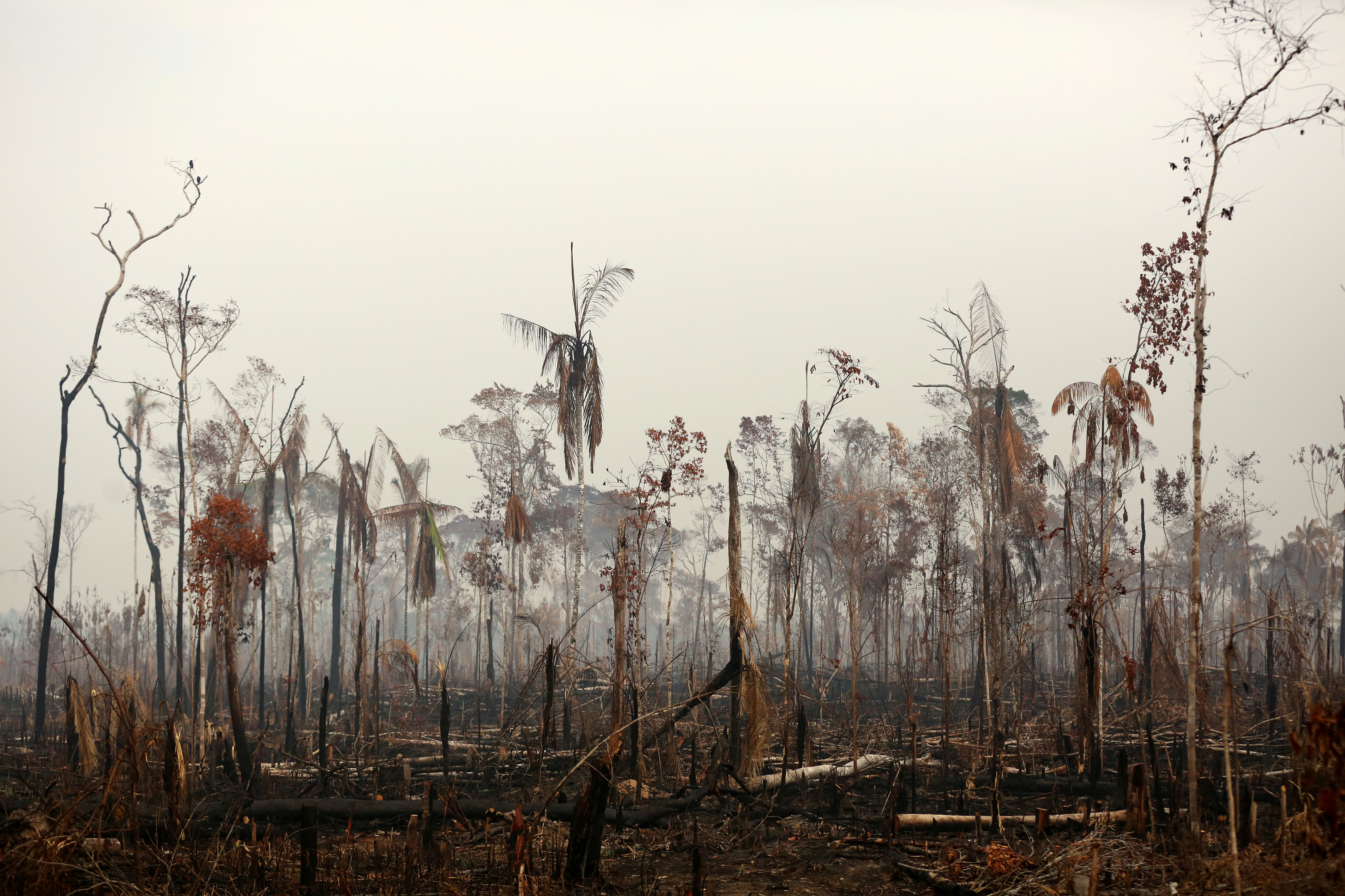 Brésil Des Centaines De Nouveaux Incendies En Amazonie