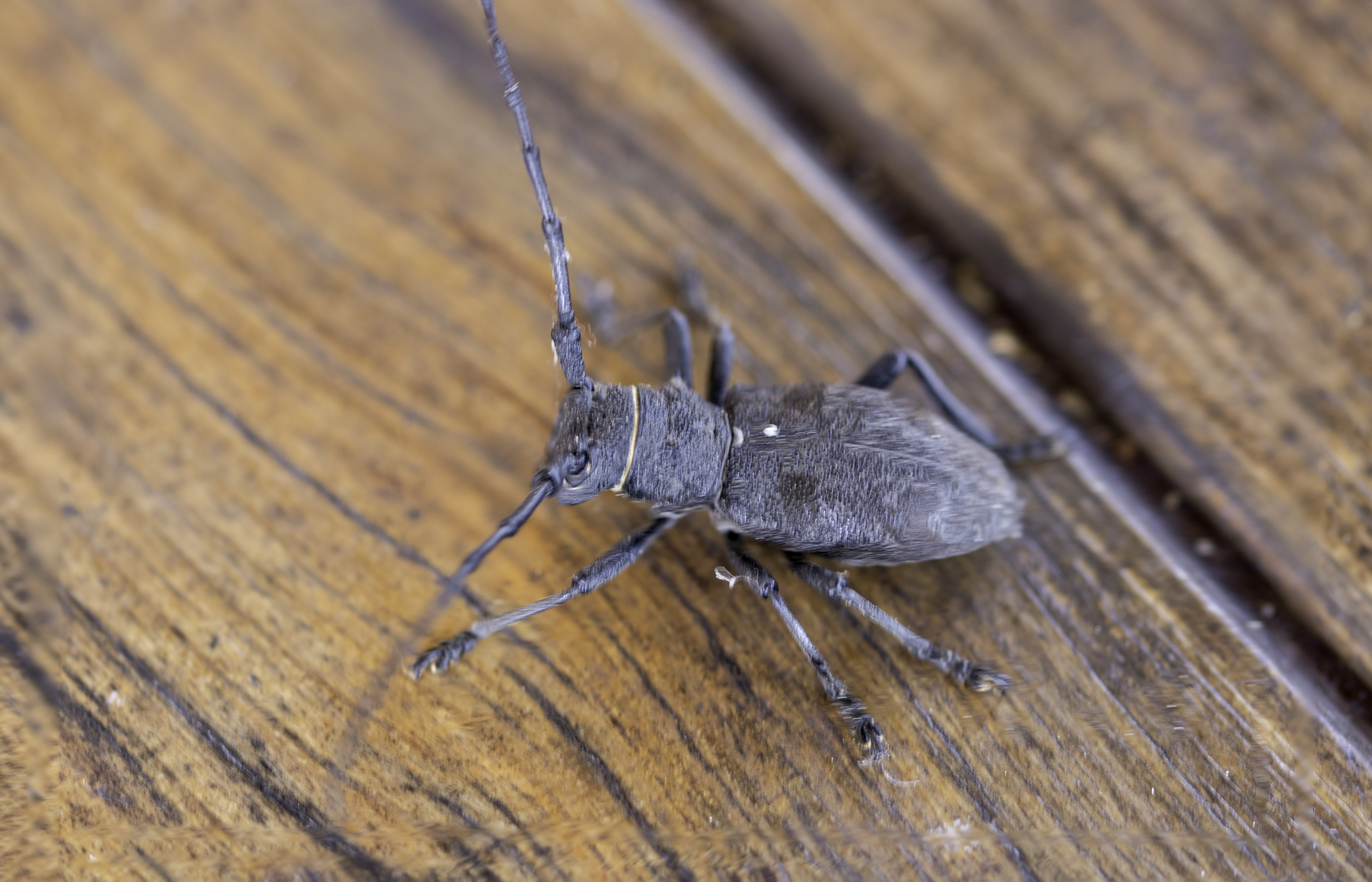 Insecte Volant Noir Maison France | Ventana Blog