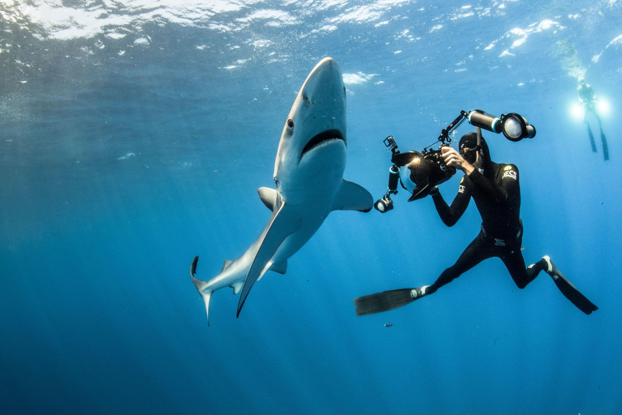«On pense que les requins dévorent les humains. C'est complètement faux» : immersion avec les ...