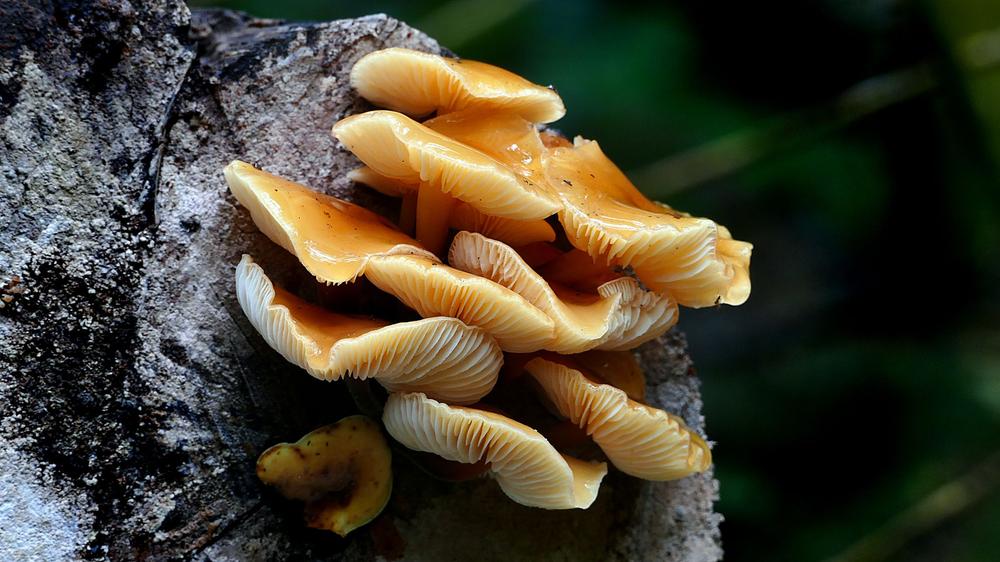 Comment cultiver des champignons facilement?
