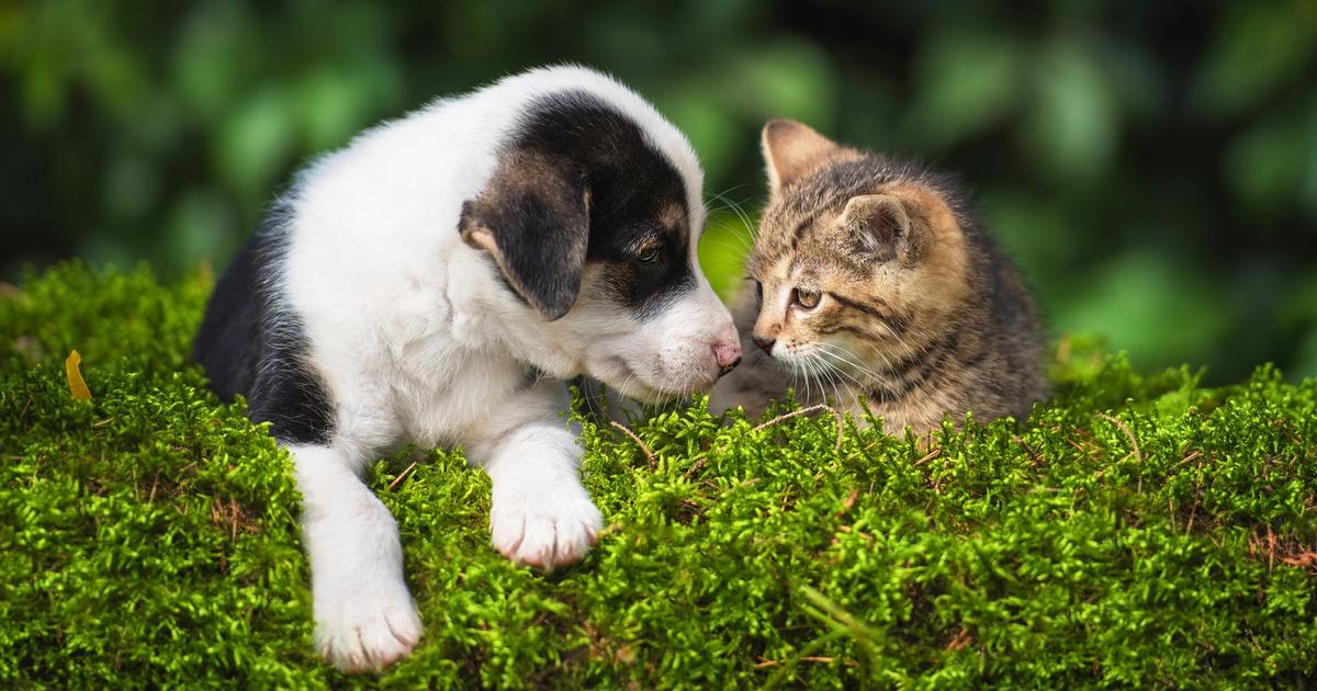 Adoption: bien choisir son chien ou son chat