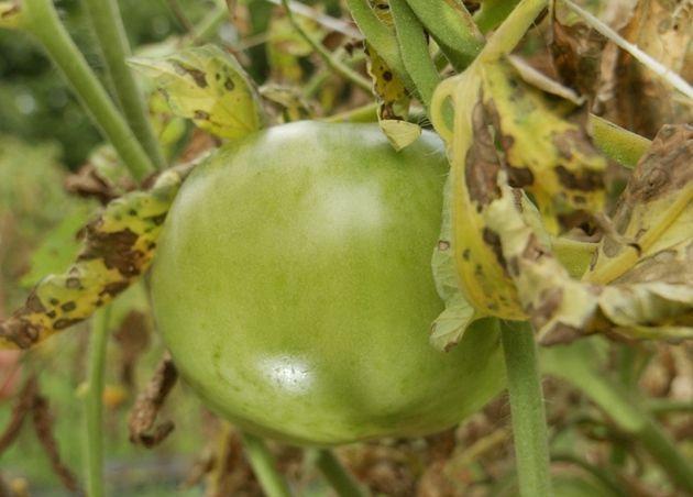 Au jardin ce week-end: gare au mildiou!