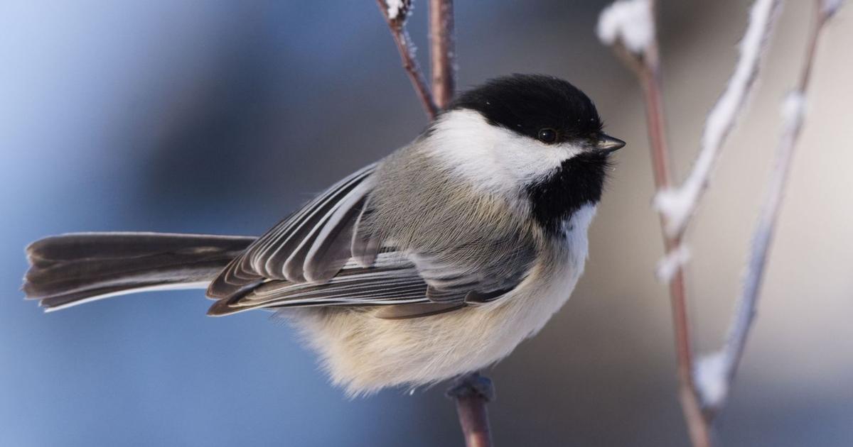 Comment prendre soin des oiseaux pendant l’hiver?