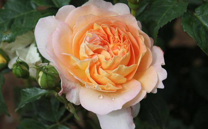 Quand planter un rosier?