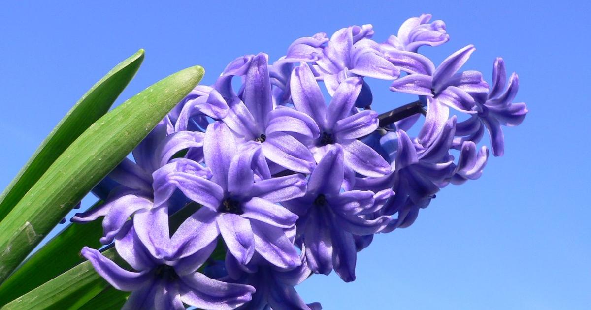 Jacinthe, un exquis parfum de mars