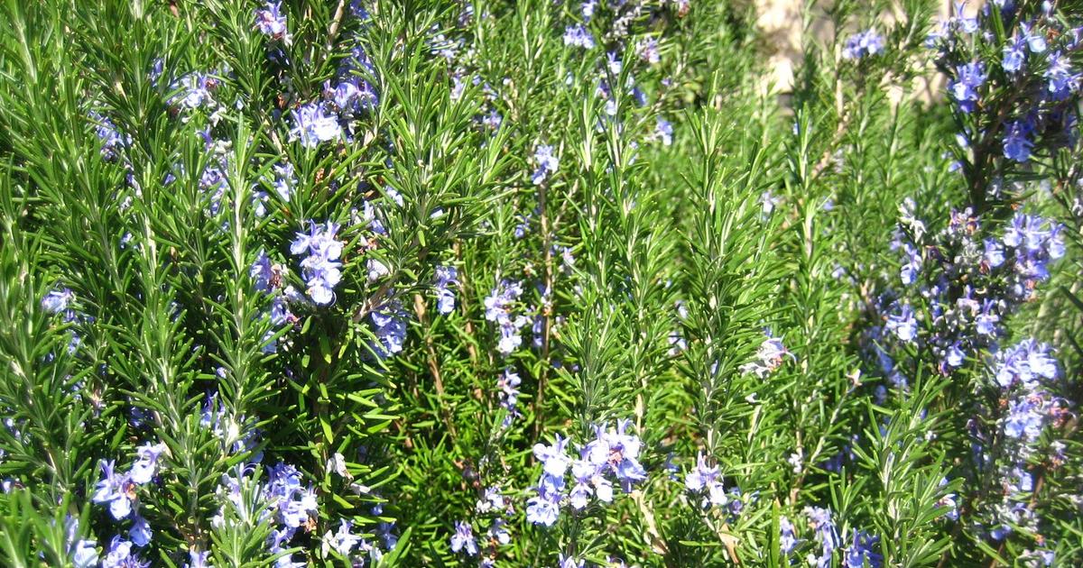 Romarin, pour ses fleurs et son parfum