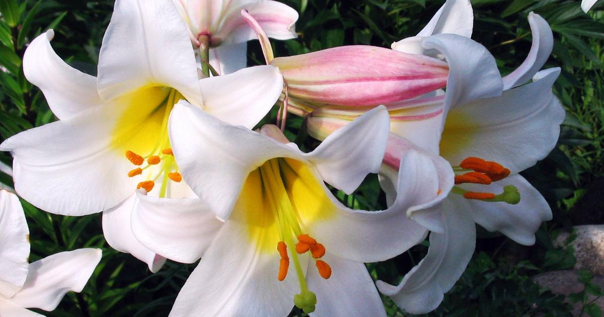 Lis, la fleur des rois