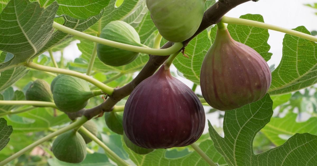 Figuier, un méridional qui s’adapte partout
