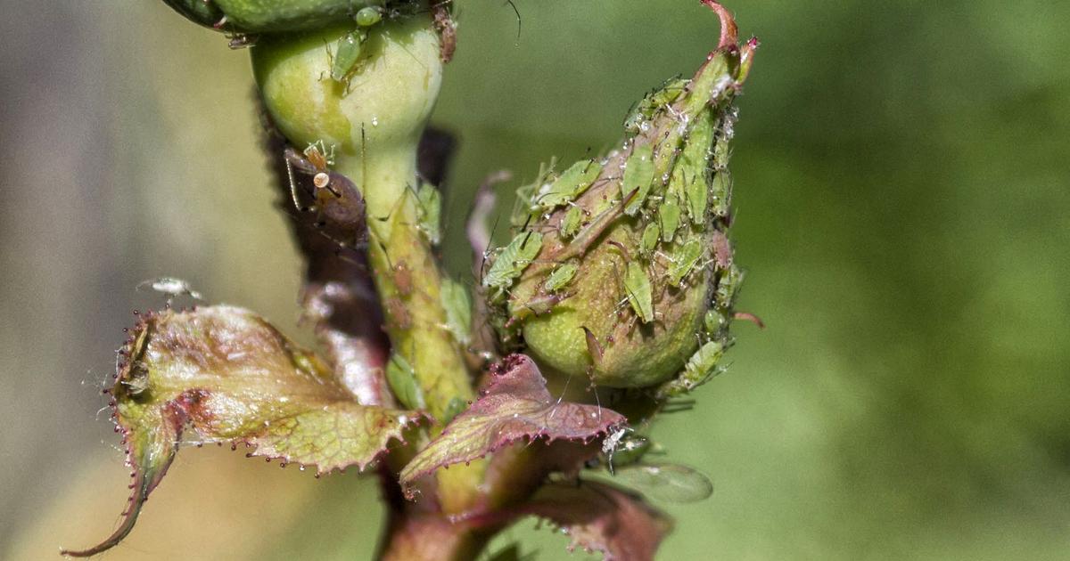 Pucerons: comment protéger ses rosiers?
