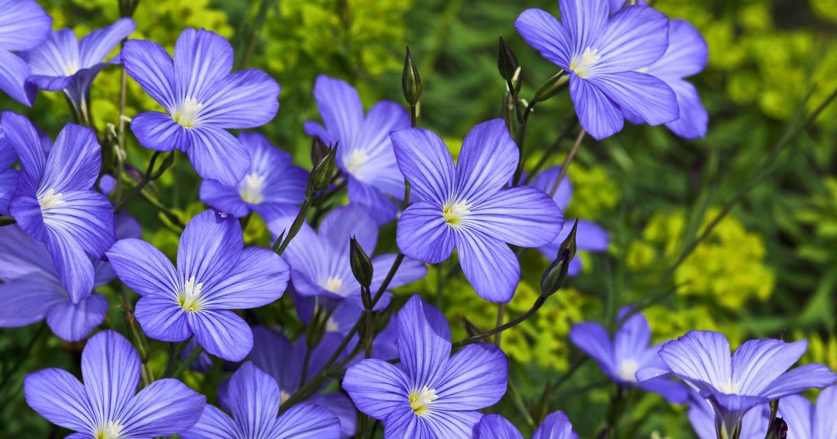Que cultiver entre les rangs de pomme de terre?