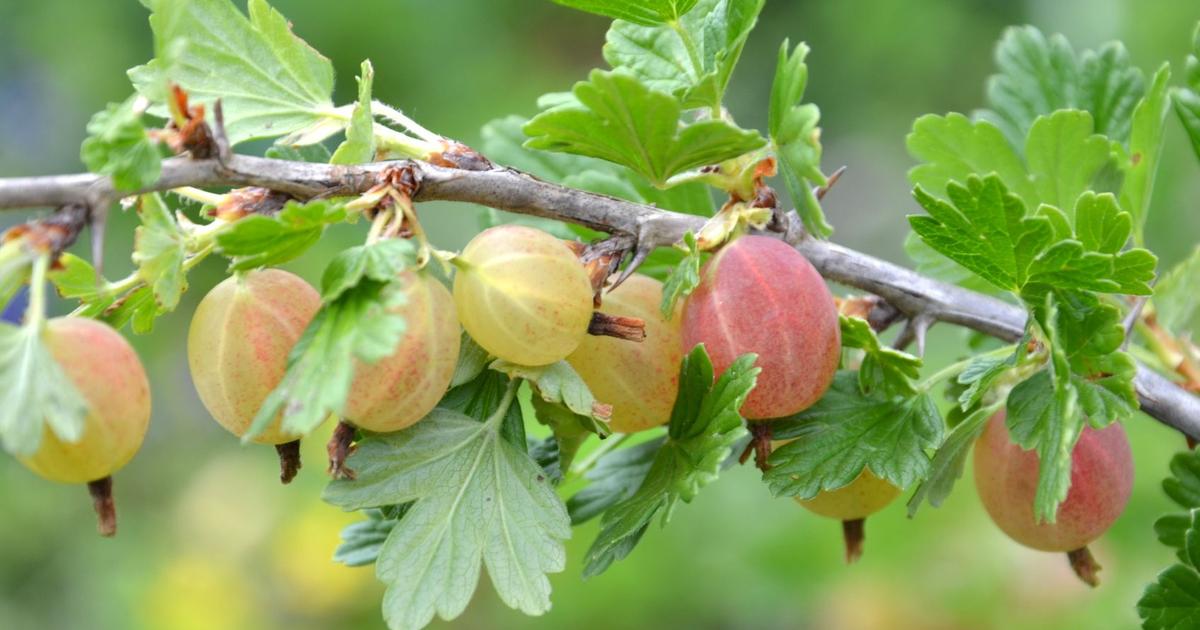 Groseillier à maquereaux, de délicieuses baies très sucrées
