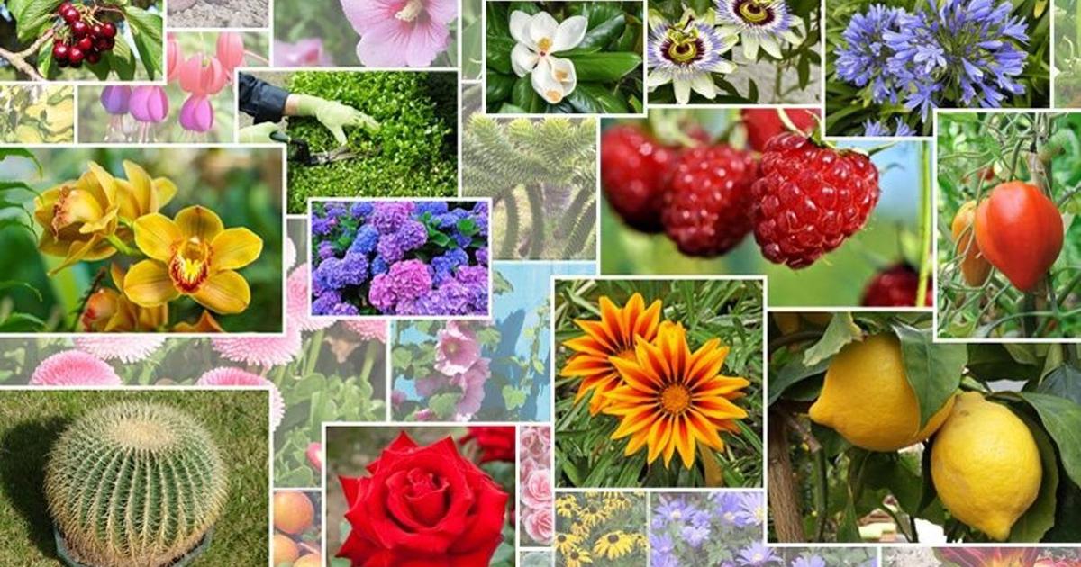Les plantes de A à Z: tous nos conseils de jardinage