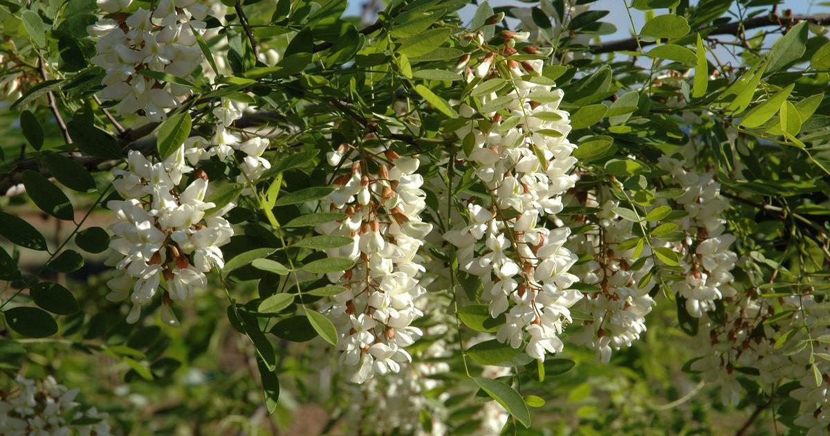 Robinier faux acacia, piquant, drageonnant et mellifère