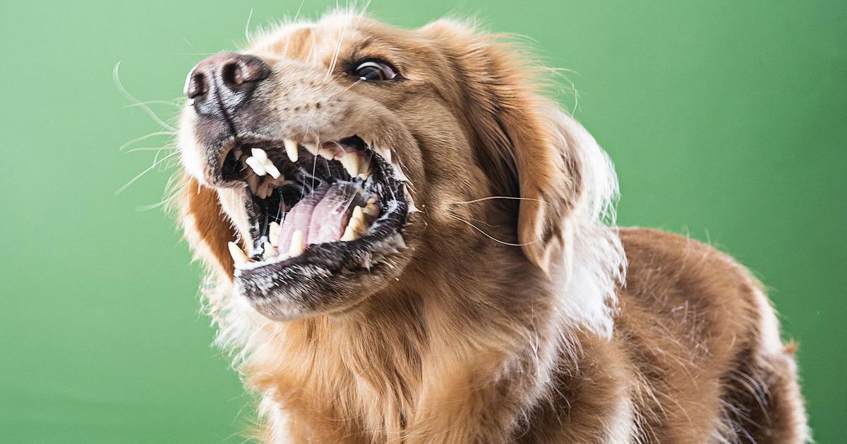 Rage : comment se protéger contre cette maladie