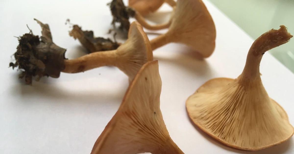 Un champignon prometteur contre des maladies génétiques