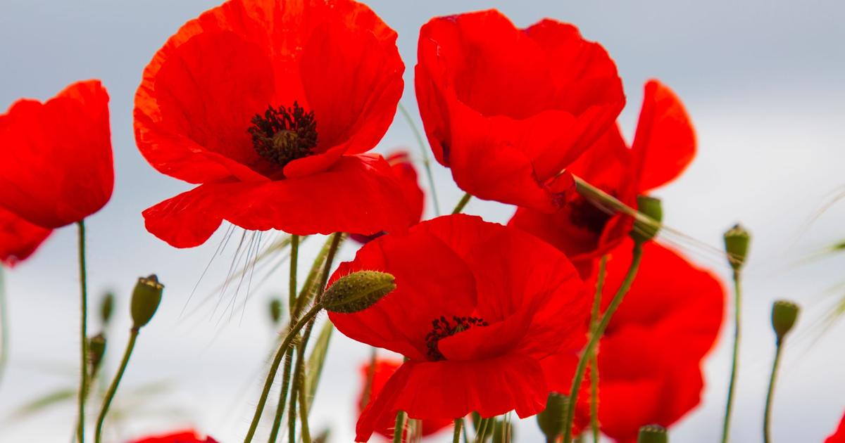 Coquelicot, les couleurs vives de l’été