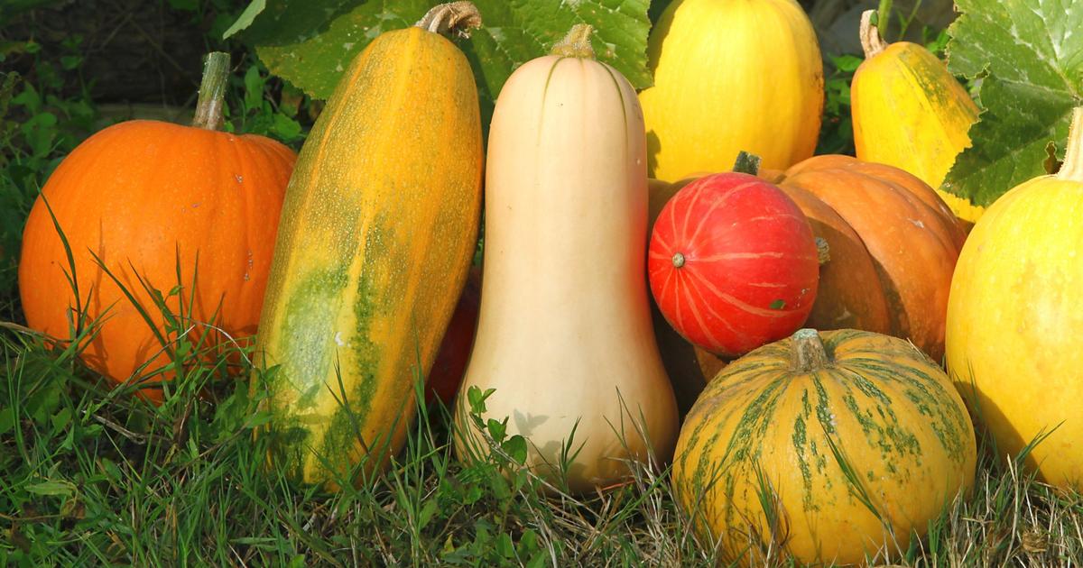 Courgette, concombre, melon... C’est le moment de planter les cucurbitacées