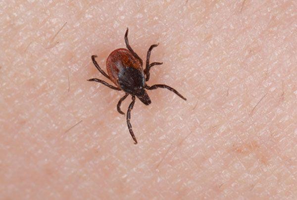 Deux vaccins contre les tiques sont en rupture de stock