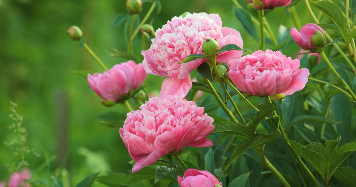 Pivoines: comment les faire fleurir à coup sûr