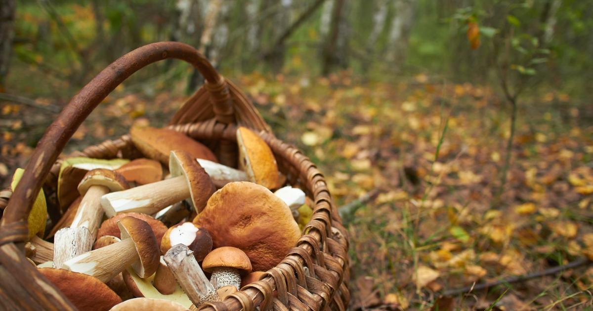 Attention aux intoxications avec des champignons non comestibles