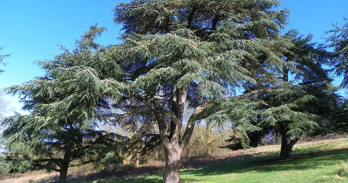 Cèdre de l’Atlas, conifère majestueux