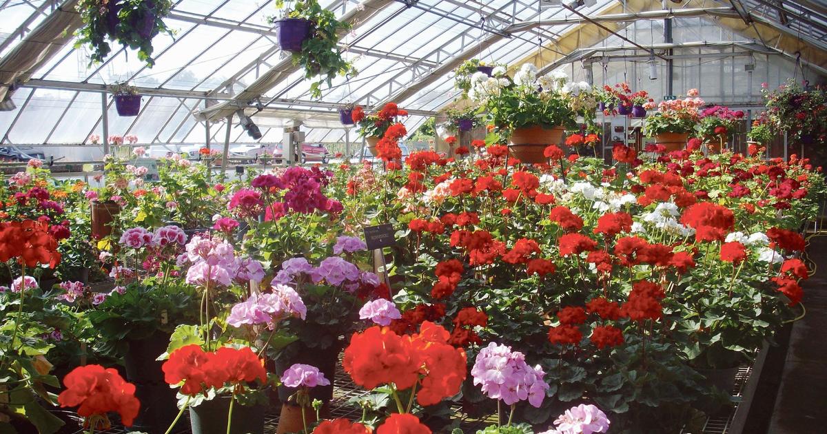 Les pélargoniums de Bourges, cousins méconnus du géranium