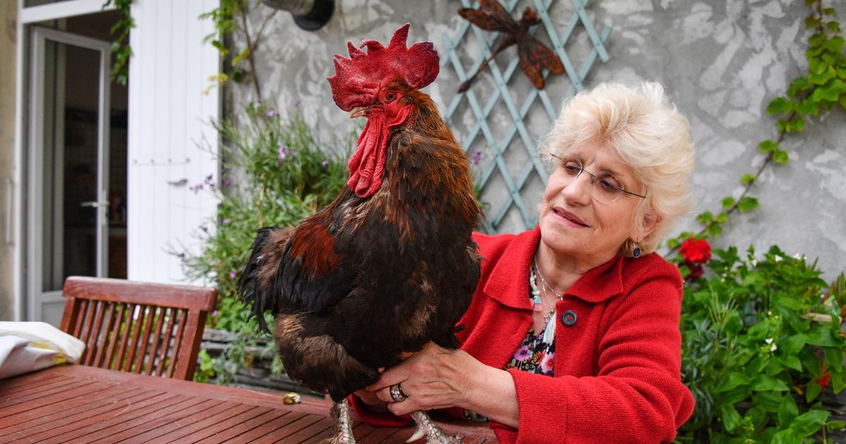 Le coq Maurice de l’île d’Oléron chante encore et devient héros de ...