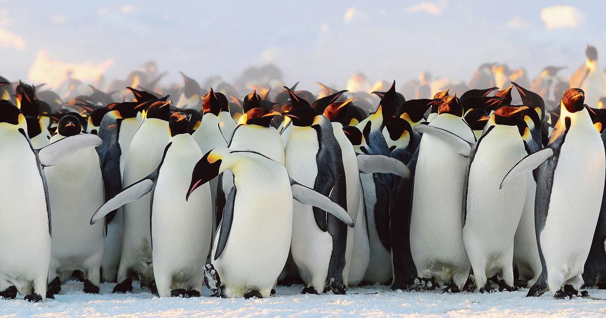 Le manchot empereur, icône de l’Antarctique