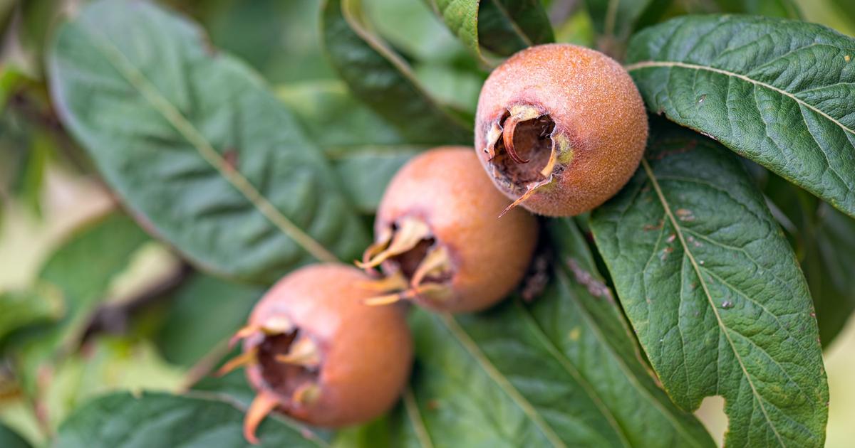 Néflier commun, régal de l’automne