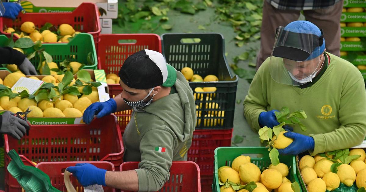 Faute de bras, la pénurie de fruits et légumes menace l’Italie