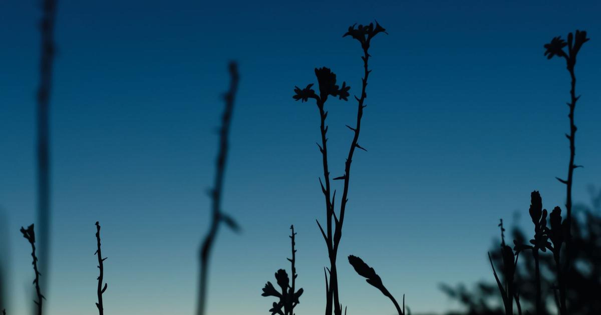 La tubéreuse, une fleur nommée désir