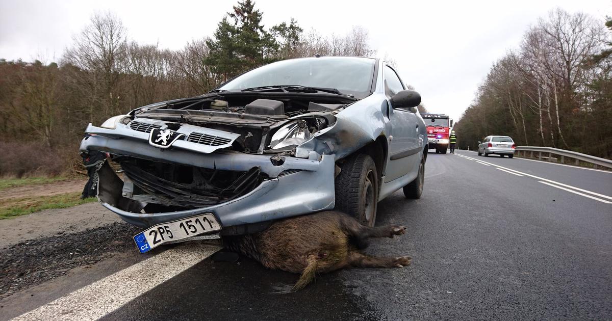 Collision avec un animal: comment se faire indemniser?