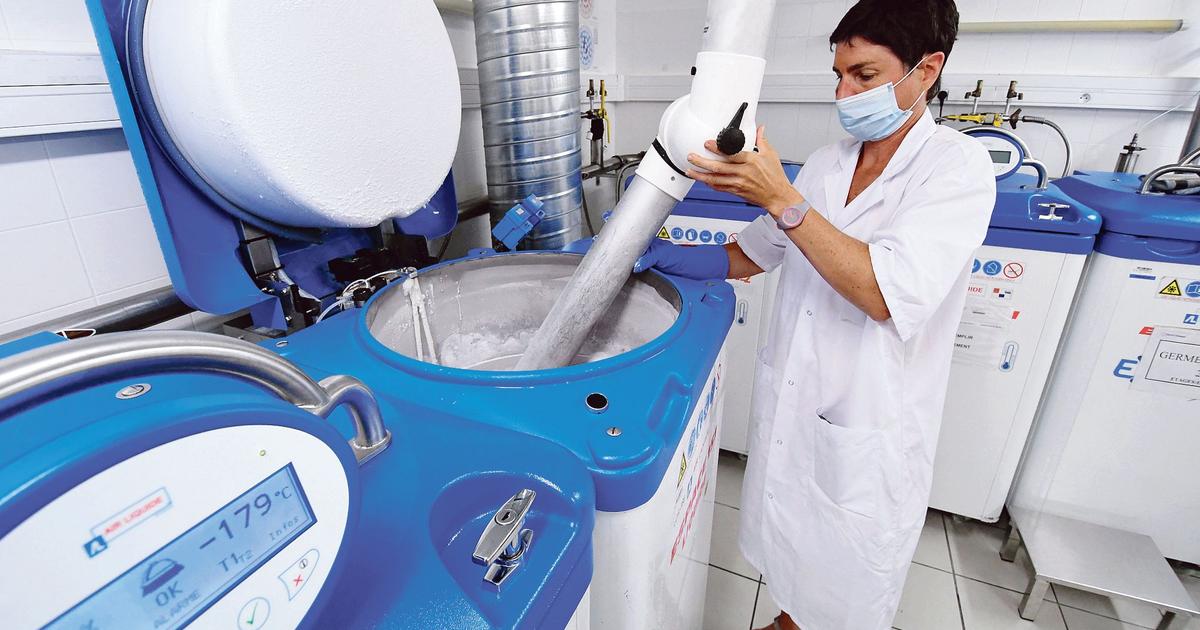 La PMA pour toutes croule sous la demande