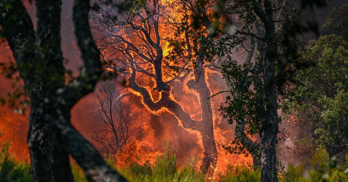 Incendies: la forêt française en danger?