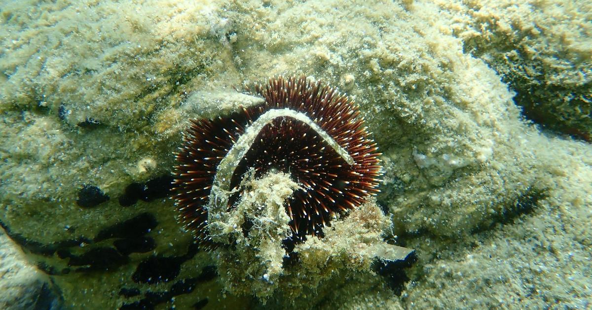 Stella Mare en Corse, un laboratoire au service de la biodiversité marine