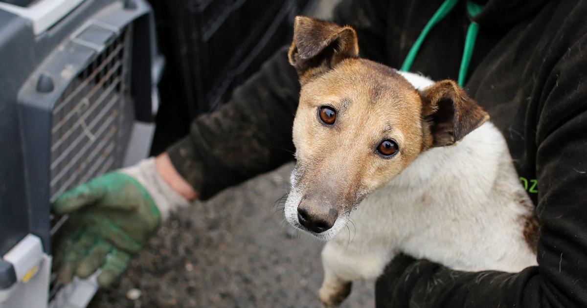 Les chiffres alarmants de la maltraitance animale en France
