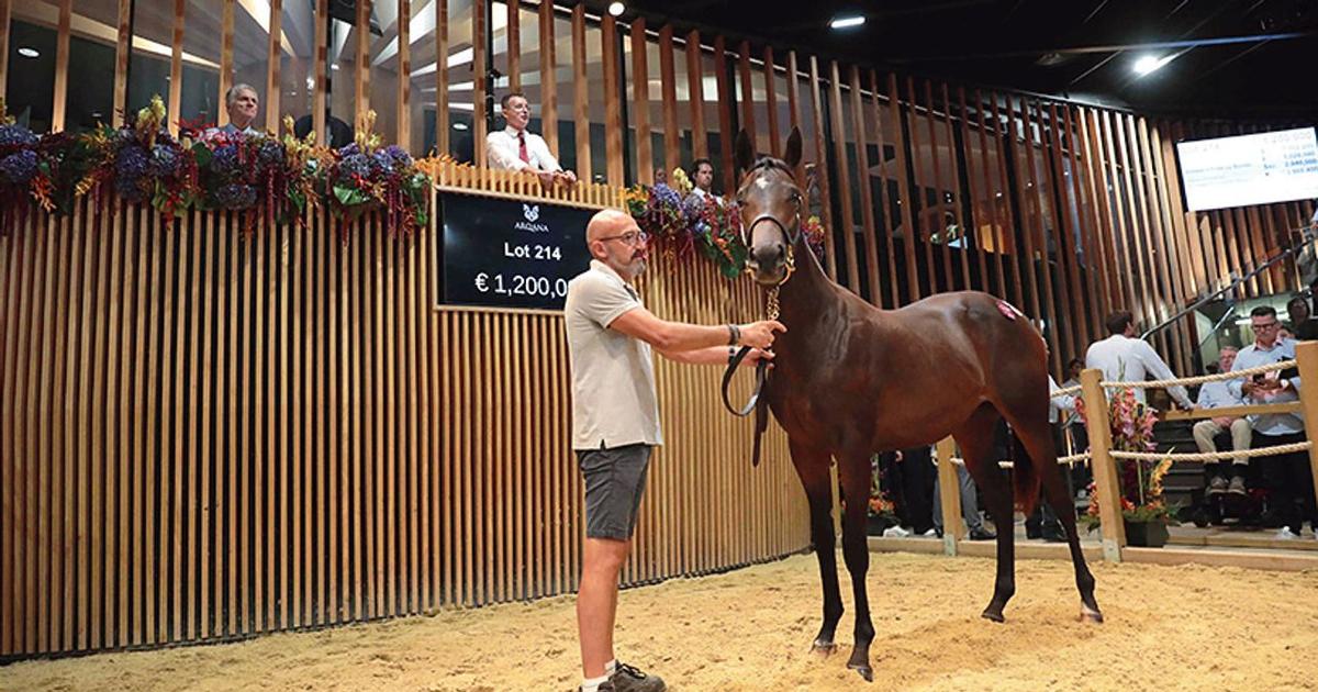 Les acheteurs s’emballent lors des ventes de yearlings à Deauville