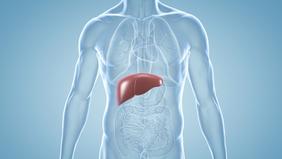 Découvrez les 10 fonctions essentielles du foie pour votre santé