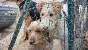 Maltraitance animale : comment la signaler et quelles sont les ...