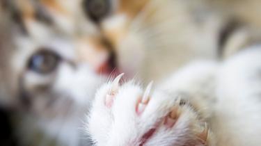 Maladie des griffes du chat: attention, matous dangereux
