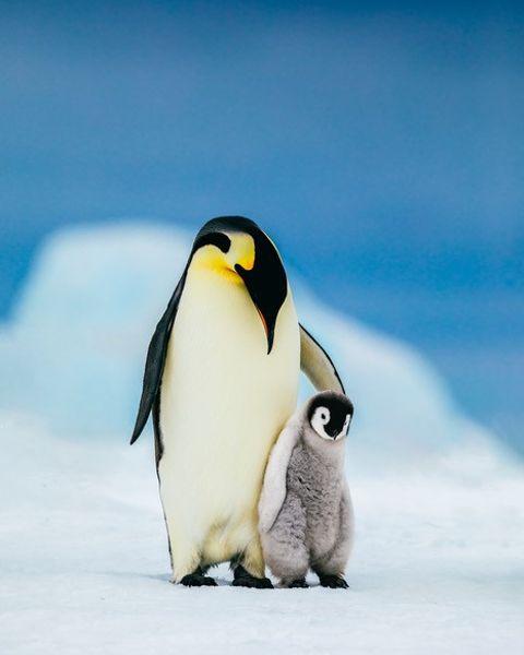 «Les manchots empereurs sont le joyau de la couronne de la faune ...