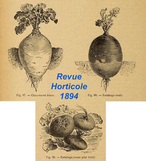 Rutabaga, un hybride de chou et de navet