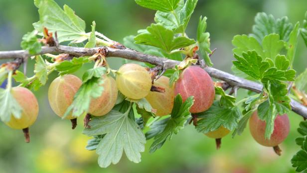 Groseillier à maquereaux, de délicieuses baies très sucrées